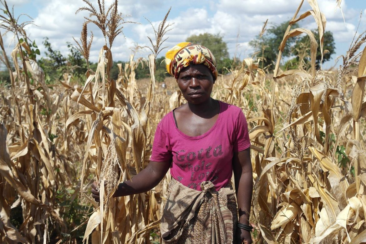 Escassez de chuvas afecta dez mil hectares de culturas em Massangena ...